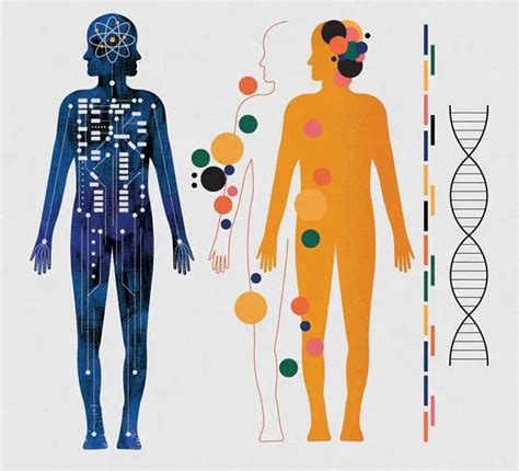 Xx Xy Anatomy