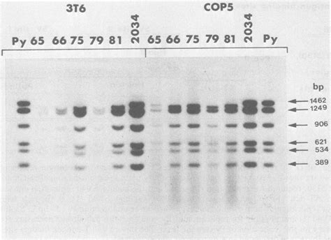 Replication Of Cloned Polyoma Genomes Each Hybrid Plasmid 05 Ug Download Scientific