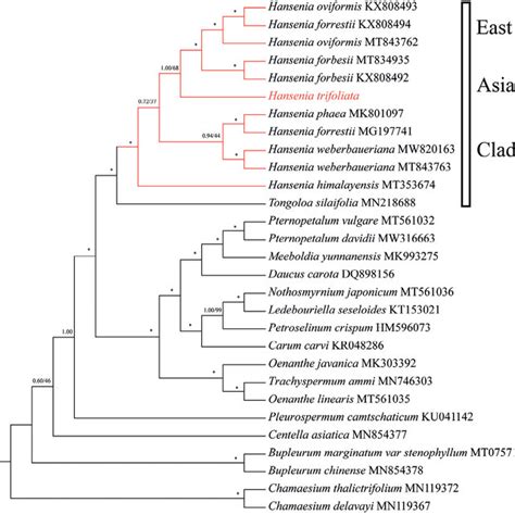 Bayesian Majority Rule Consensus Tree Of Hansenia Trifoliolata