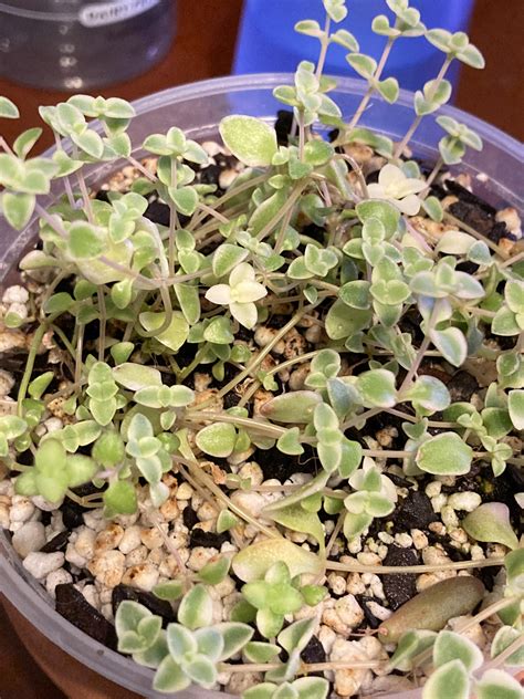 Sedum ‘little Missy Mini Crassula ‘calico Kitten Turning Fully