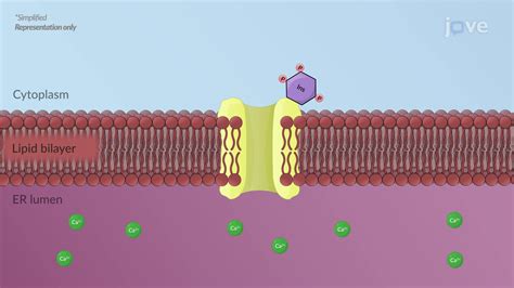 Video Cholinergic Receptors Muscarinic