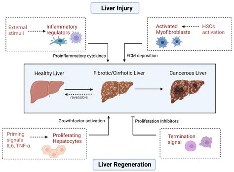 Cells Free Full Text Liver Injury And Regeneration Current