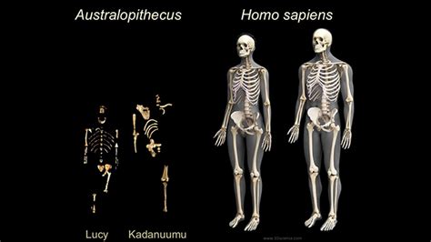 VIDEO CARTA Origins Of Genus Homo Homo What Who When Where