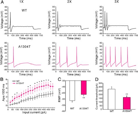A1304t Increases The Excitability Of Small Drg Neurons A Response Of