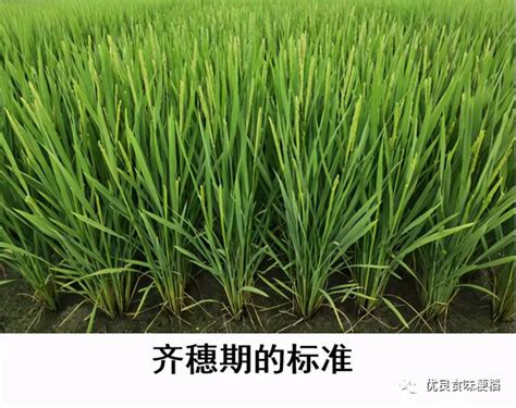 南粳系列品種廣大種植農戶請注意抓住雨空擋打好破口藥 每日頭條