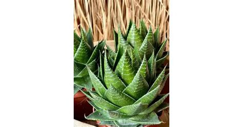 Aloe Aristata Cosmo Green Pearl