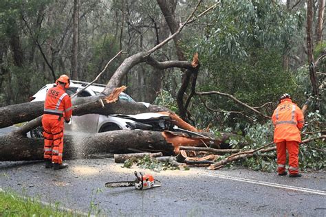 Yackandandah Family Escapes Serious Injury After Tree Crushes Car The Border Mail Wodonga VIC