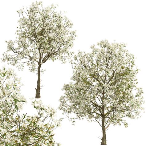 3d Set Of Royal Star Magnolia Or Magnolia Stellata Tree 2 Trees