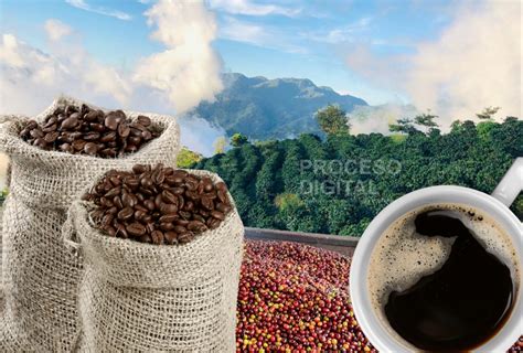 Honduras Busca Aprovechar Nichos De Mercado De Café Y Cacao Chinos