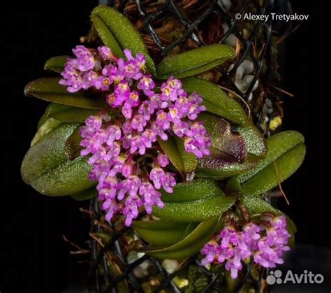 Мини-микро орхидея Schoenorchis Fragrans купить в Москве | Товары для ...