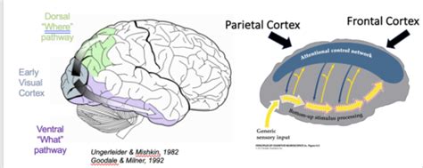 Lec 1 Disorders Of The Parietal Cortex Flashcards Quizlet