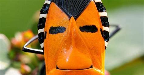 This Bug Looks Like A Greaser From The 50s Imgur