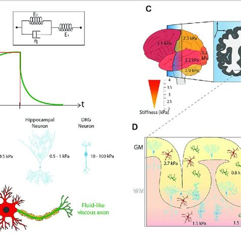 Mechanical Properties Of Brain Cells And Tissues A Kelvin Voigt