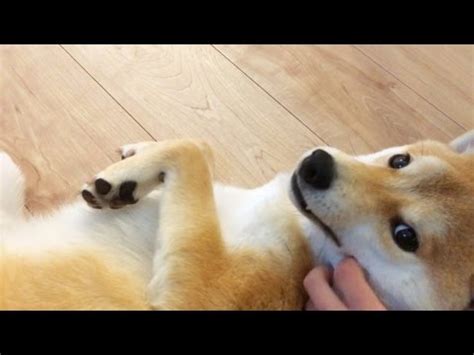 気持ちいいと歯が出ちゃう柴犬こてつ君静かな撫でろアピール YouTube