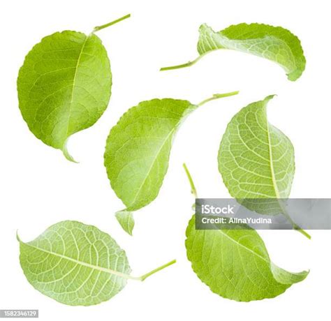 꼬리가 달린 어린 녹색 잎과 부드러운 솜털 같은 표면이 다른 측면과 전망을 가지고 있으며 흰색 배경에 고립되어 있습니다 과일