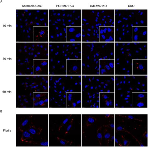 The Sigma 2 Receptor Pgrmc1 And Ldl Receptor Complex Are Responsible