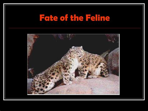 Ppt Fate Of The Feline Powerpoint Presentation Free Download Id