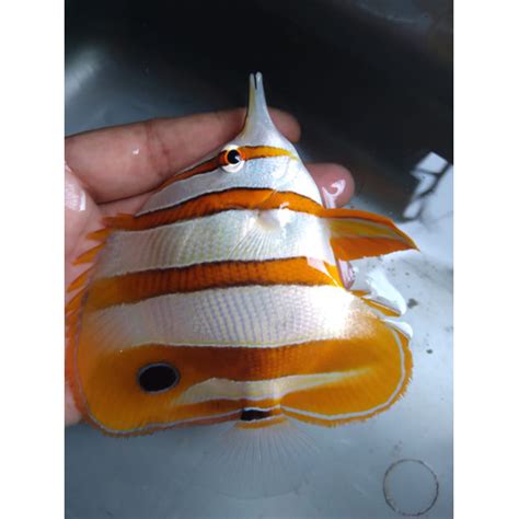 Jual Kepe Monyong Biasa Ikan Hias Aquarium Laut Kota Depok Vijay Aquamarine Tokopedia