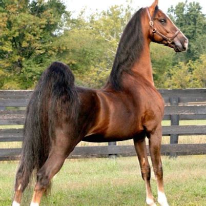 Unit 3 Equine Lecture Flashcards Quizlet