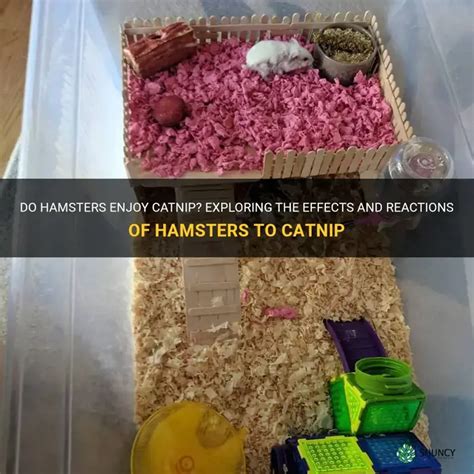 Do Hamsters Enjoy Catnip Exploring The Effects And Reactions Of Hamsters To Catnip Shuncy