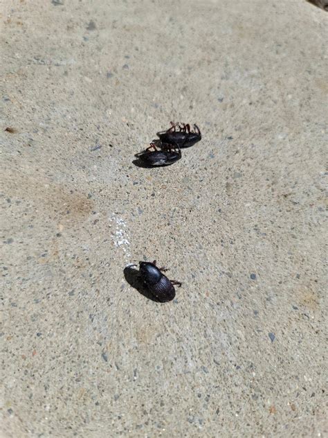 Bugs Taking Over I Think I Have A Gnat Problem Rpests