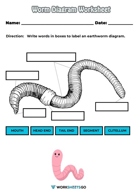 Earthworm Anatomy Worksheet Biology Worksheet Science Worksheets