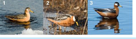 Figure 1 From Distributed Under Creative Commons Cc By 40 Sexing A Sex