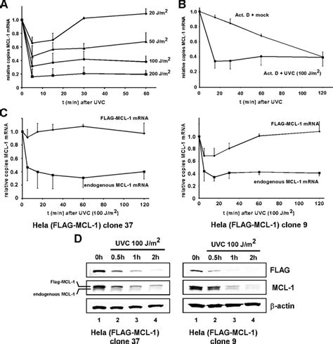 Uvc Induced Mcl 1 Mrna Degradation Is Dispensable For The Download