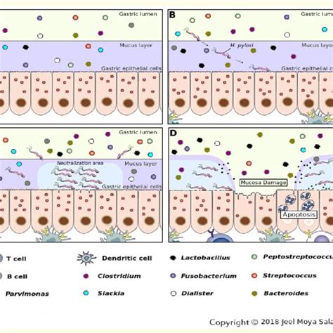 Interaction Model Between Microbiota And Helicobacter Pylori In Download Scientific Diagram