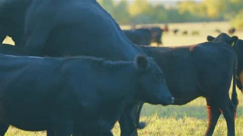 Black Angus Beef Cow Having Sex Cow On Stock Video Pond