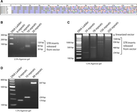 Sanger Sequencing Diagnostic Restriction Digestion And PCR To