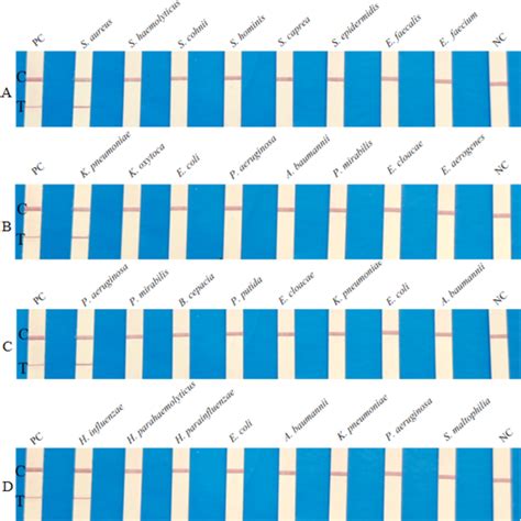 Specificity Of Rpa Lfd Assays A B C D And E Represent The Results