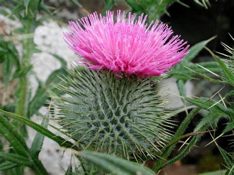 Thistle Desktop Wallpapers 4k Hd Backgrounds On Wallpaperbat
