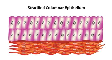 Stratified Columnar Epithelium Stock Illustrations 39 Stratified