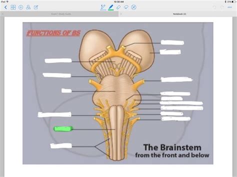 Anatomy 2 Flashcards Quizlet