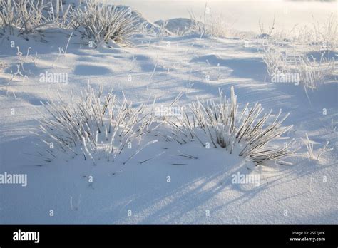 Hoarfrost Covered Small Soapweed Yucca Yucca Glauca Pokes Through Snow In Cascade County Stock