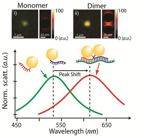 Gold Nanoparticles Help Target Quantify Breast Cancer Gene Segments In