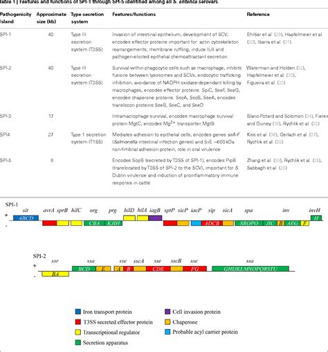 Figure 1 From Salmonella Host Interactions Modulation Of The Host Innate Immune System