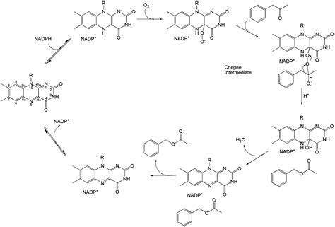 Crystal Structure Of A Baeyer Villiger Monooxygenase Pnas