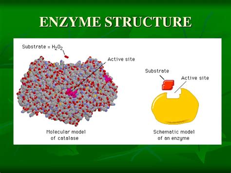 enzymes function and structure at jesus ly blog