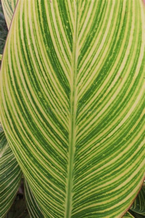 Canna Tropicanna Plant On Farm Stock Image Image Of Nerve Money
