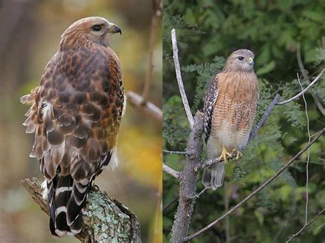 Red Shouldered Hawk Id Facts Diet Habit And More Birdzilla In 2024
