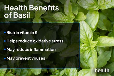 Basil Benefits Nutrition Risks