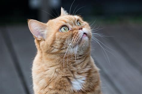 超过 60000 张关于 京剧猫”和 猫”的免费图片 Pixabay