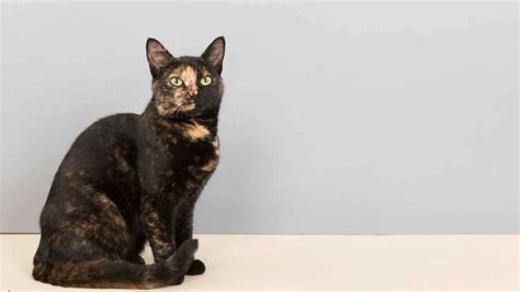 Calico Vs Tortie Cats Coat Patterns And Personalities