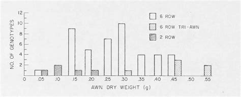 Figure 5 From The Morphology And Anatomy Of The Barley Hordeum Vulgare