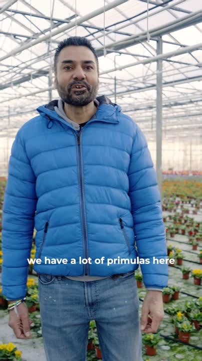 We Have Been Busy Shipping Out Primulas The Past Couple Weeks But No Need… Devry Greenhouses