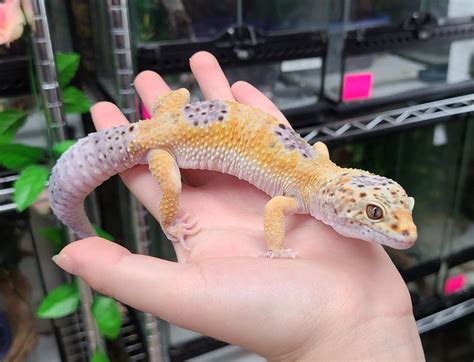 Leopard Gecko Lifespan How Long Do They Live In Captivity Wild Yihy