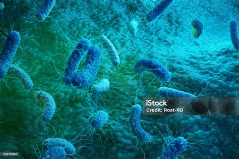 Enterobacterias 그램 Negativas Proteobacteria 살 모 넬 라 대장균 페스트 균