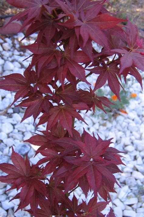 Buy Ruby Stars Japanese Maple Tree Free Shipping Wilson Bros